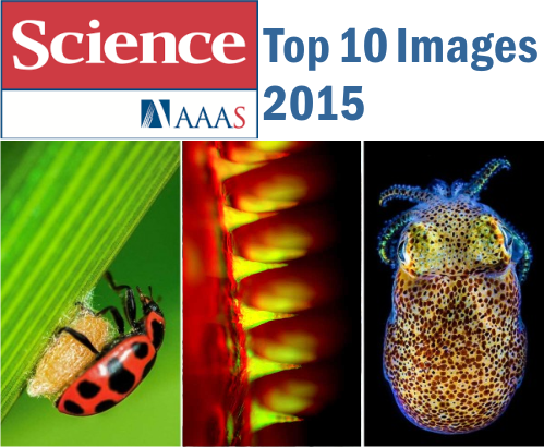 Top 10 images – iMedication Lab